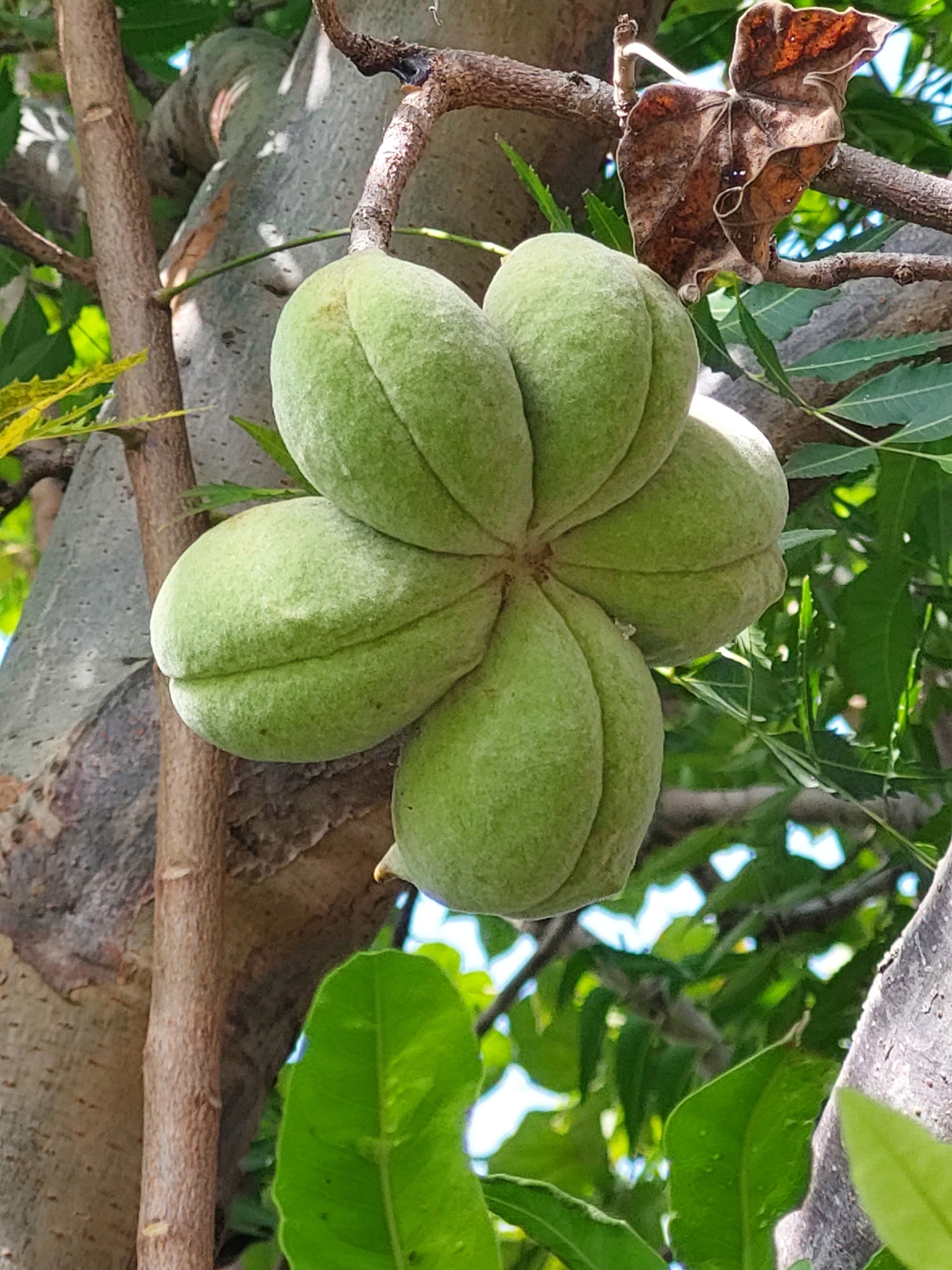 Sterculia setigera Delile