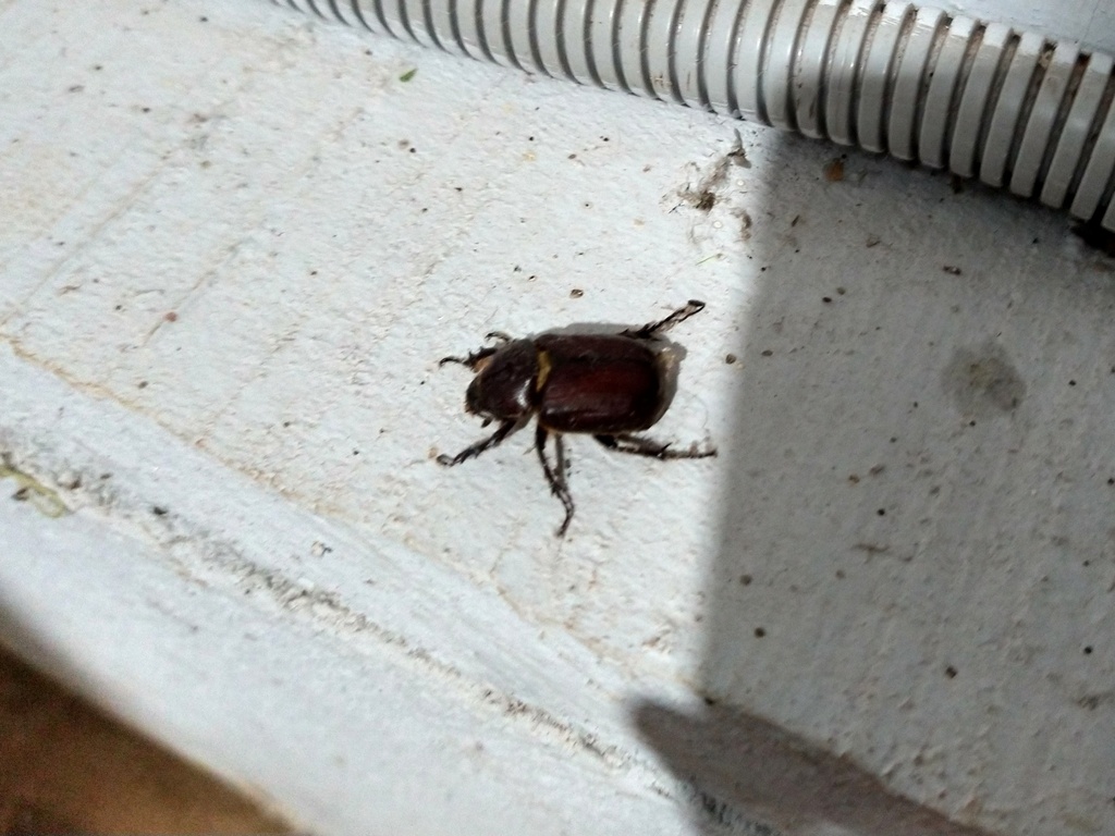 Scarabs from General Manuel Belgrano Department, Misiones Province ...