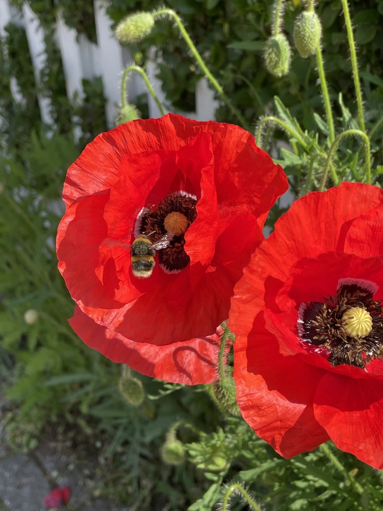 common poppy from Shorts Croft, London, England, GB on May 31, 2021 at ...