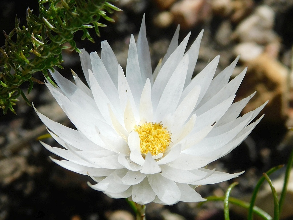 Wingseed Scaly Sewejaartjie from Greyton Nature Reserve, 7233, South ...