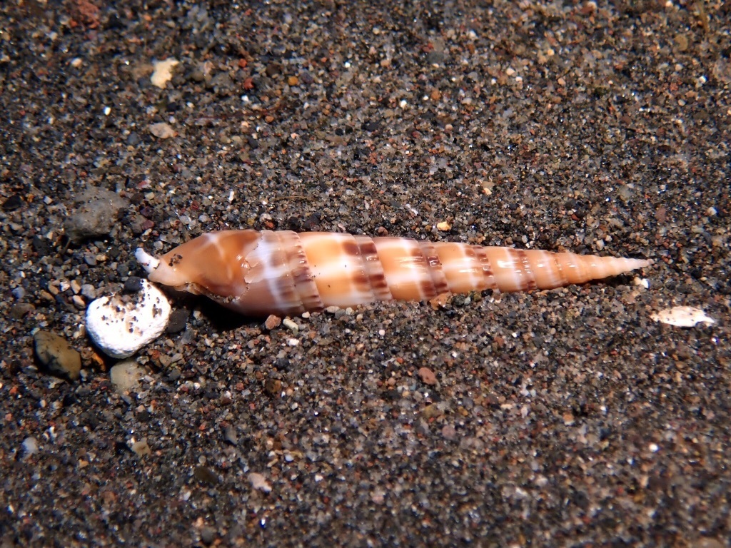 Hastula raphanula from Alor - SE Pantar (Beang Bay) on August 4, 2019 ...