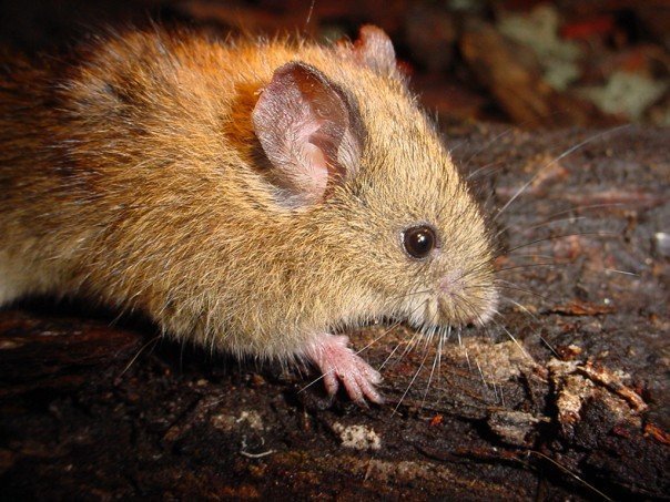 Golden Oldfield Mouse from Santa Rosa de Cabal, Los Nevados, CO-RI, CO ...