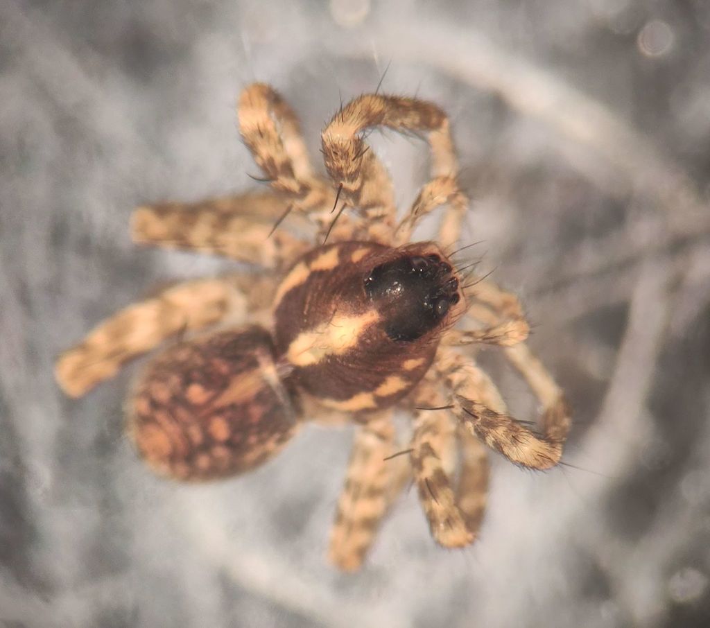 Thin-legged Wolf Spiders from Gières, France on November 4, 2021 at 04: ...