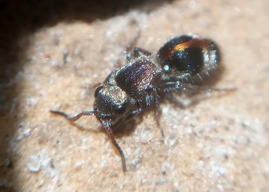 Tallium sp. (Formigas-feiticeiras de Rio Claro, SP) · iNaturalist