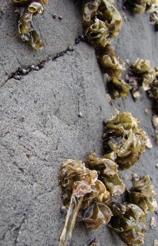 Pyropia plicata · iNaturalist