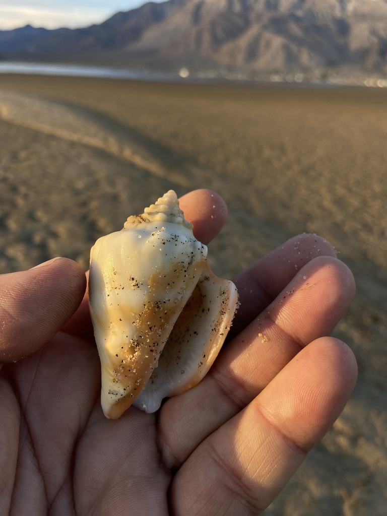 Eastern Pacific fighting conch from Ensenada, Baja California, Mexico ...
