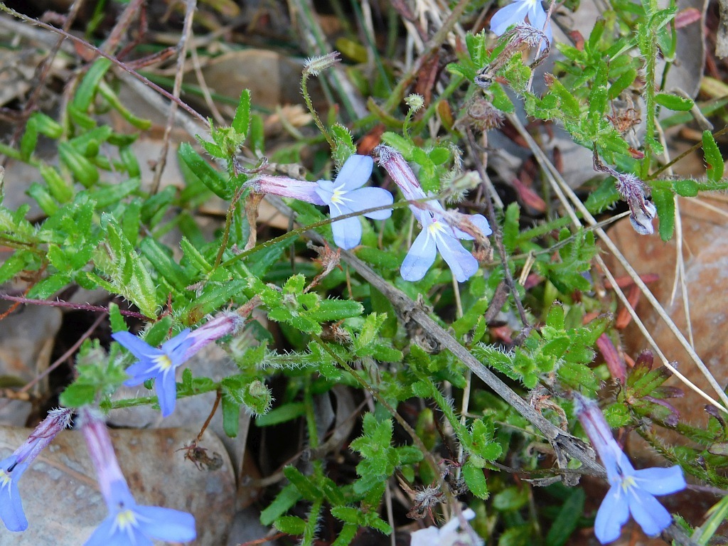 Rough Lobelia from South Cape DC, South Africa on October 12, 2021 at ...