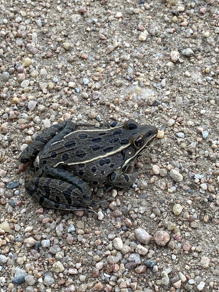 Plains Leopard Frog from 1201–1299 378th Rd, Utica, NE, US on November ...
