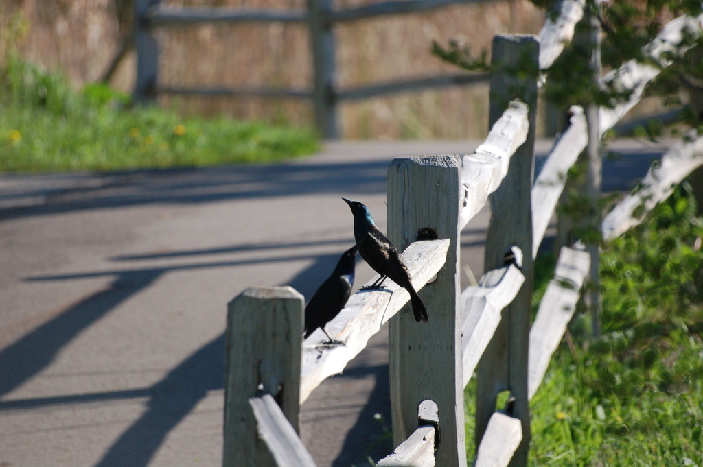 Common Grackle from N Fairview Ave, Lansing, MI, US on May 4, 2010 at ...