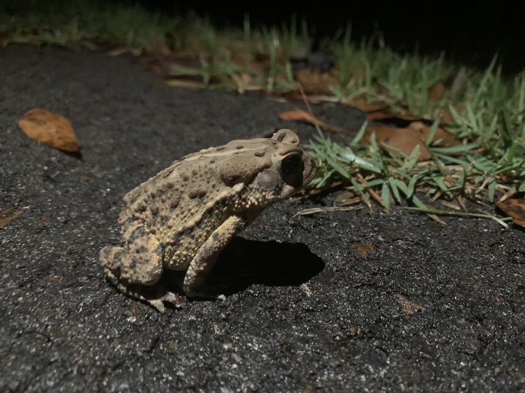 Fowler's Toad from Ruston, LA, US on October 12, 2021 at 07:27 PM by Greg Hodge · iNaturalist
