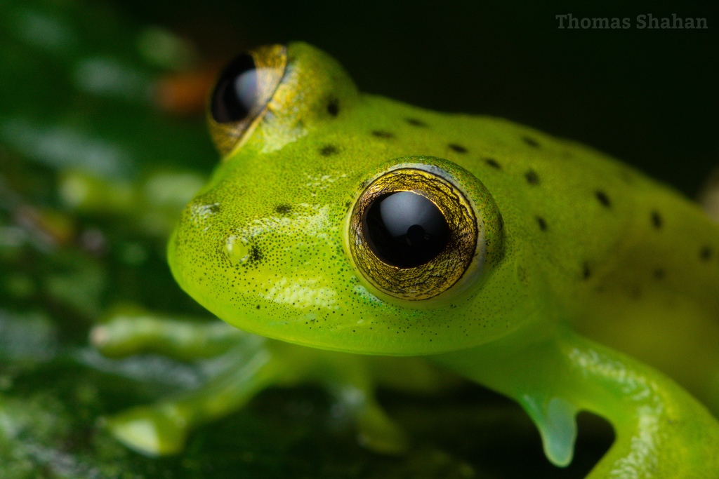 Emerald Glass Frog in August 2019 by Thomas Shahan · iNaturalist