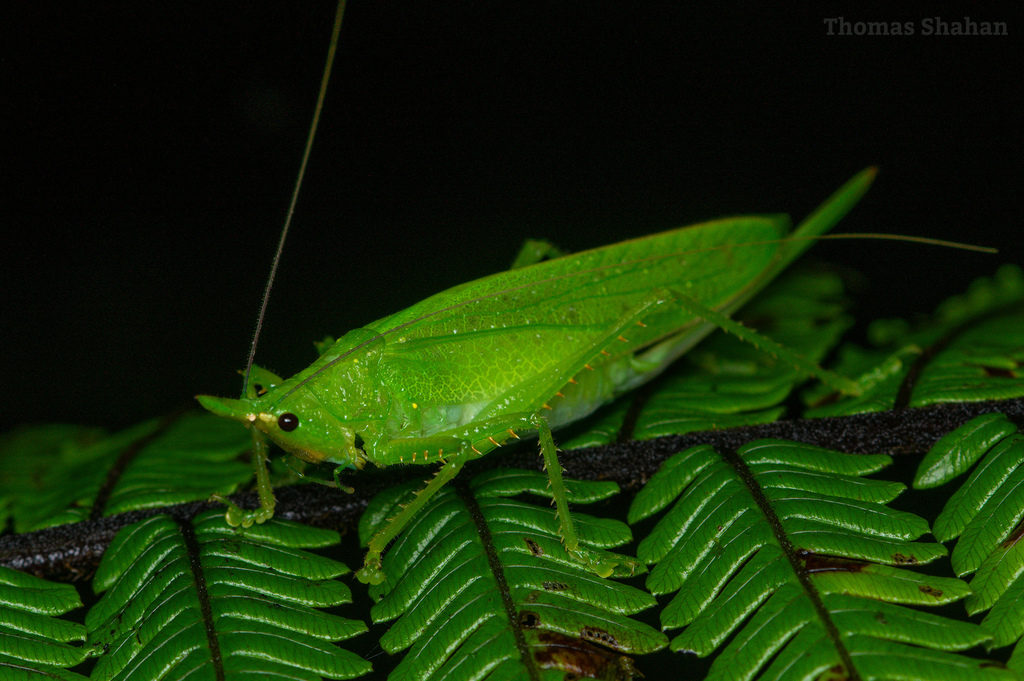 Copiphora in August 2019 by Thomas Shahan · iNaturalist