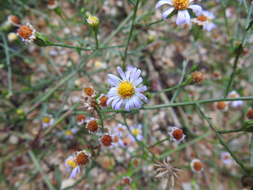 southern annual saltmarsh aster from Bastrop County, TX, USA on ...