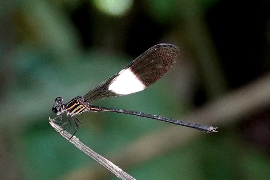 Polythore mutata from Villagarzón, Putumayo, Colombia on October 19 ...