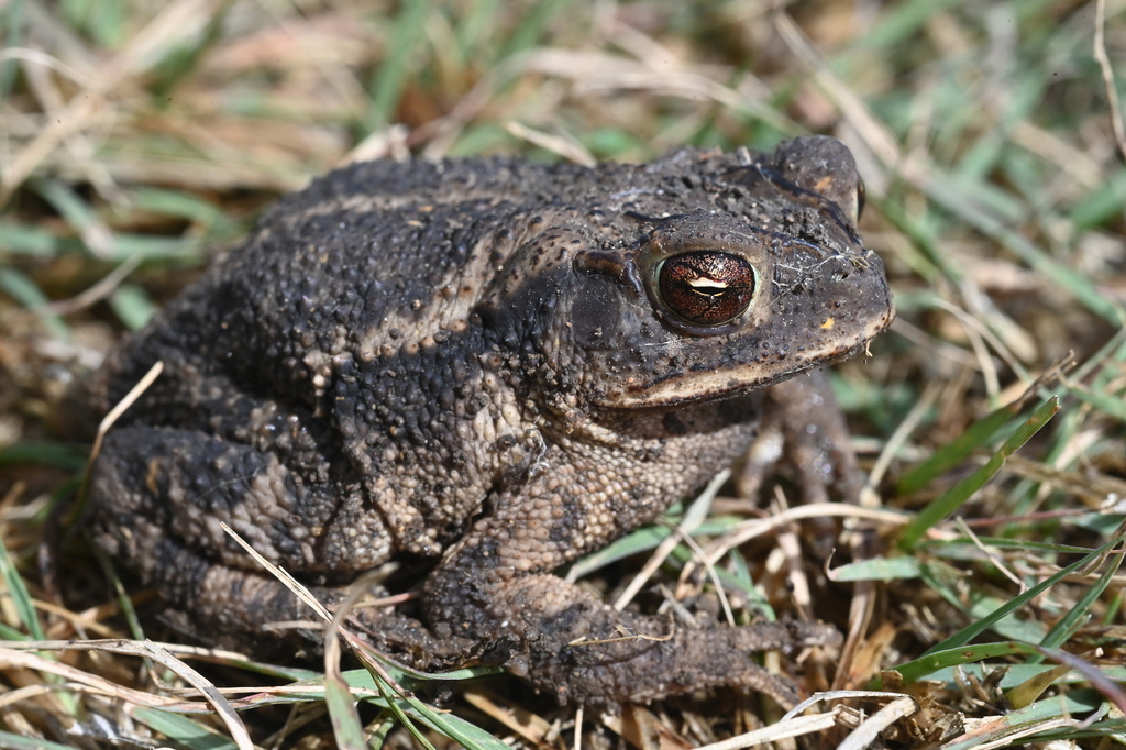 Gulf Coast Toad from Fort Hood, TX, USA on November 04, 2021 at 10:59 ...