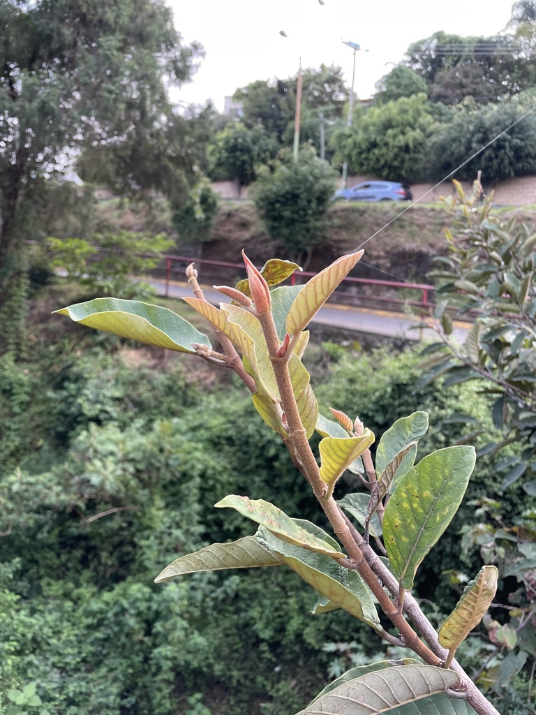 Ficus velutina from Avenida Lomas Ahuatlán, Cuernavaca, MOR, MX on ...