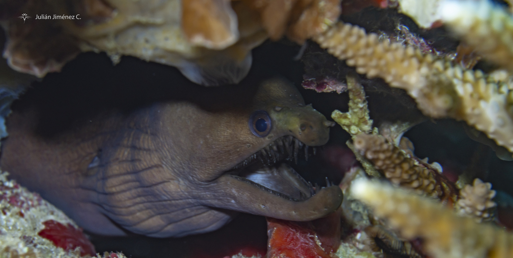 Viper Moray (Enchelycore nigricans) - Marine Life Identification
