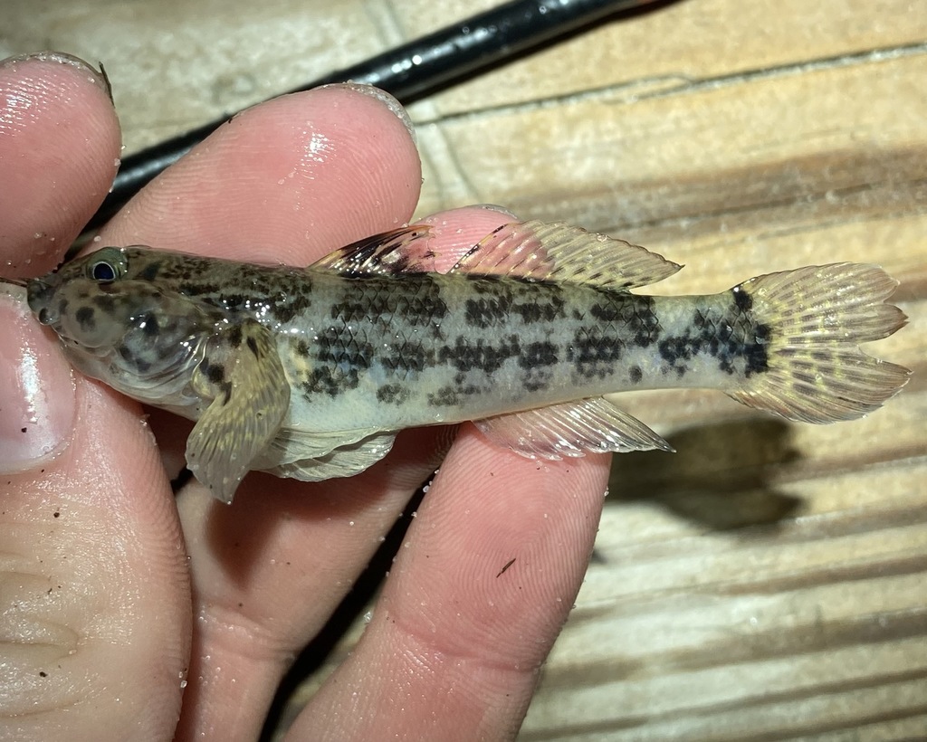 Frillfin Goby from Morehead City, NC, USA on October 30, 2021 at 11:14 ...
