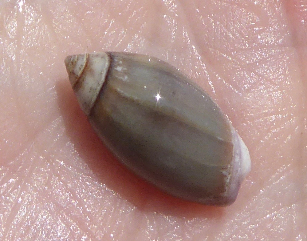Purple Olive Snail from Los Angeles County, CA, USA on April 27, 2018 ...
