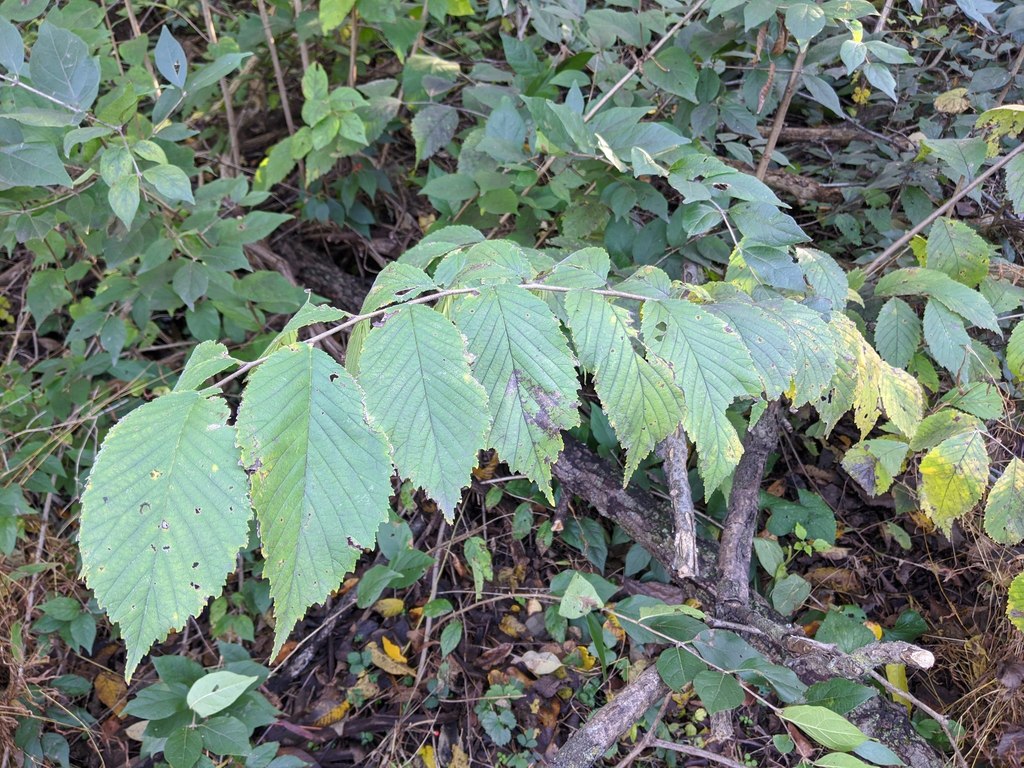 slippery elm from Berks, Pennsylvania, United States on October 27 ...