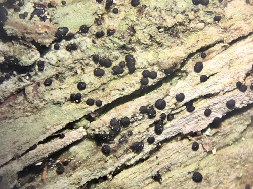 Trapeliopsis viridescens · iNaturalist