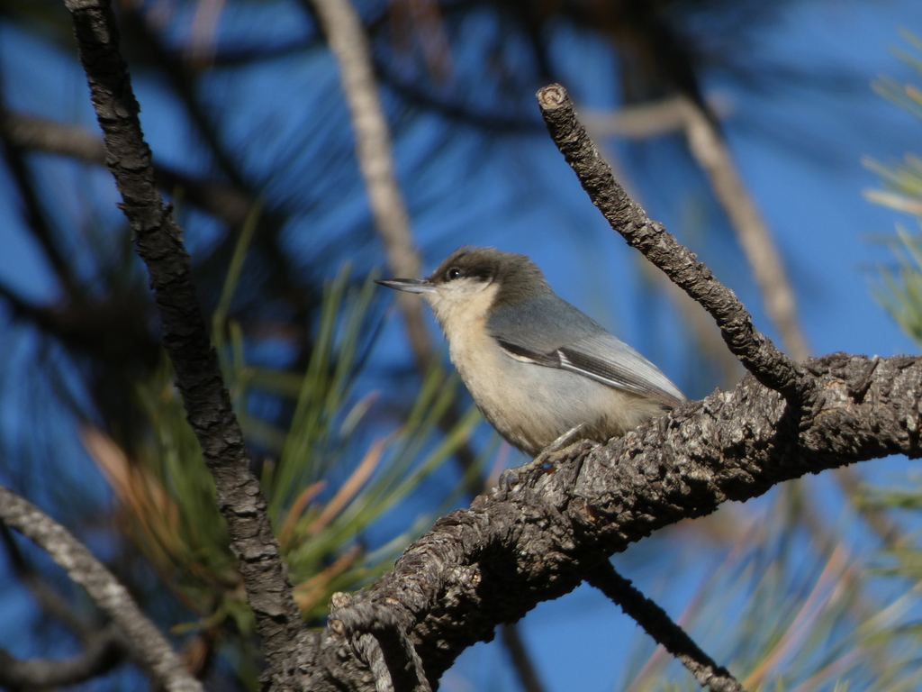 Pygmy Nuthatch from Colorado Springs, CO 80908, USA on November 4, 2021 ...