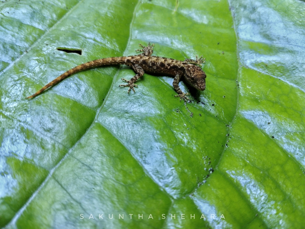 Kegalle Round-eyed Gecko from Rambukkana, Sri Lanka on November 3, 2021 ...