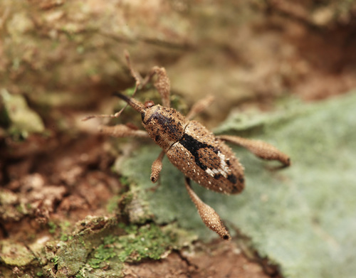 Acicnemis javana · iNaturalist