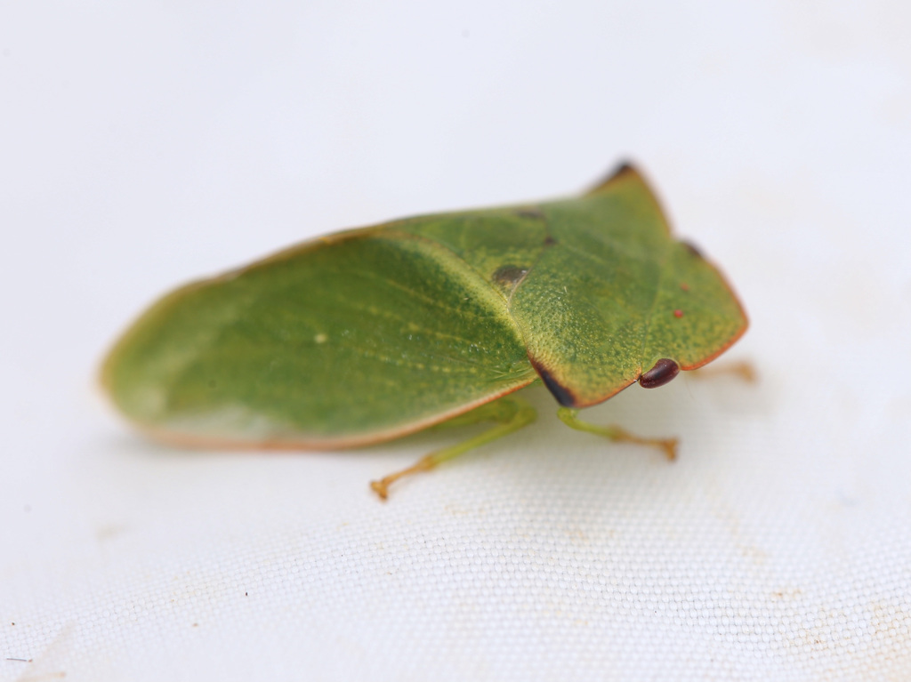 Tituria from Bukit Panjang, Singapore on April 08, 2021 at 03:57 PM by ...