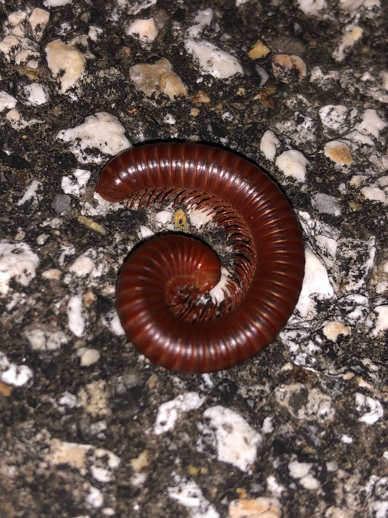 Trigoniulus from Trinidad, San Fernando, Trinidad and Tobago, TT on ...