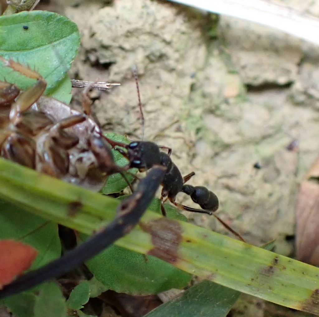 Harpegnathos venator in October 2021 by Yui Hong Chiu · iNaturalist