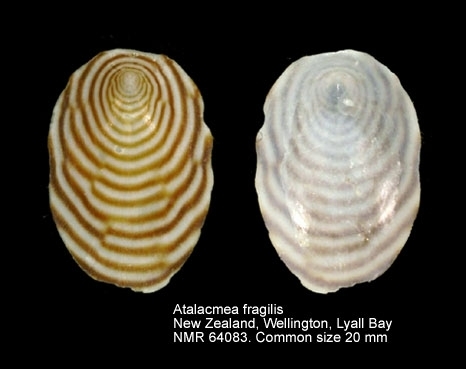 Genus Atalacmea · iNaturalist