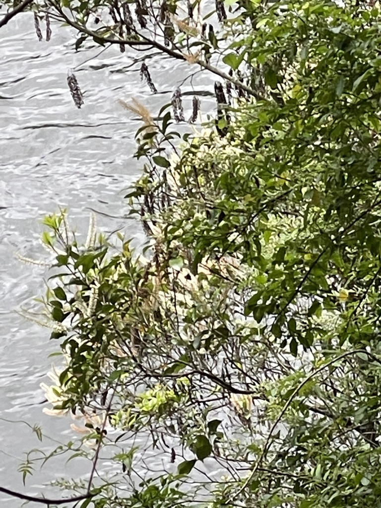 Kamahi from Hamilton Claudelands, Saint Andrews, Waikato, NZ on ...