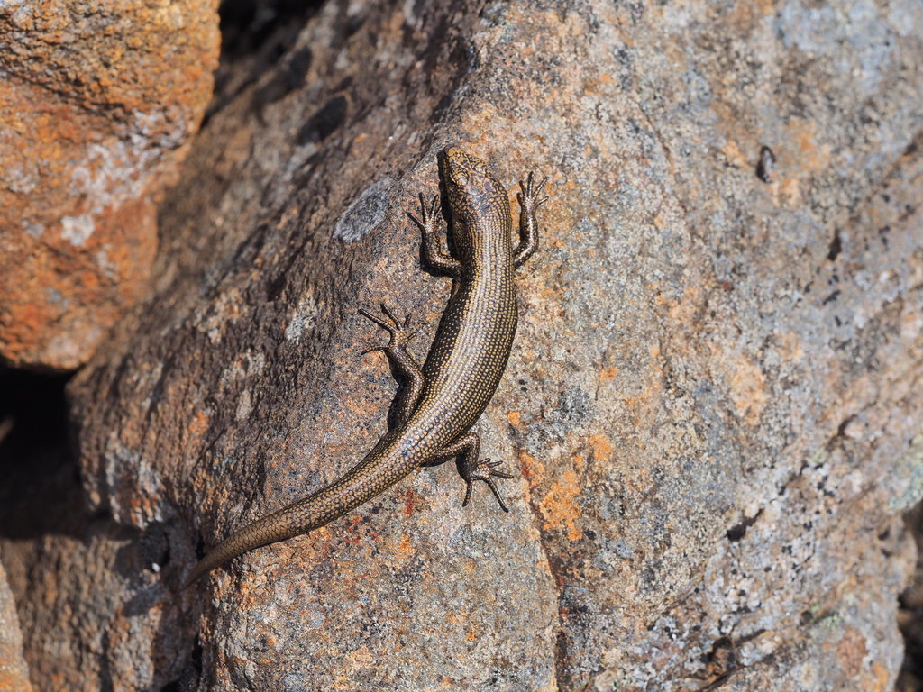 Alpine Cool-skink in November 2021 by Jesse de Vries. So hard ...