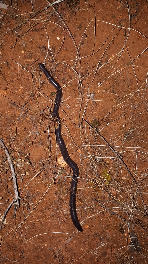 Dark-spined Blind Snake from Minbrie SA 5602, Australia on November 2 ...