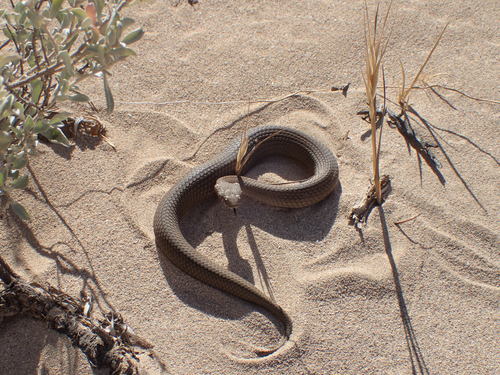 Bardick (Echiopsis curta) - Snakes and Lizards