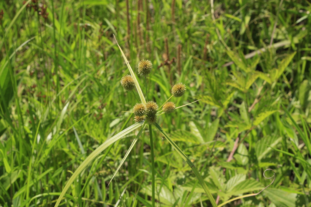 Globe Flatsedge from Brazoria County, TX, USA on April 28, 2018 at 10: ...