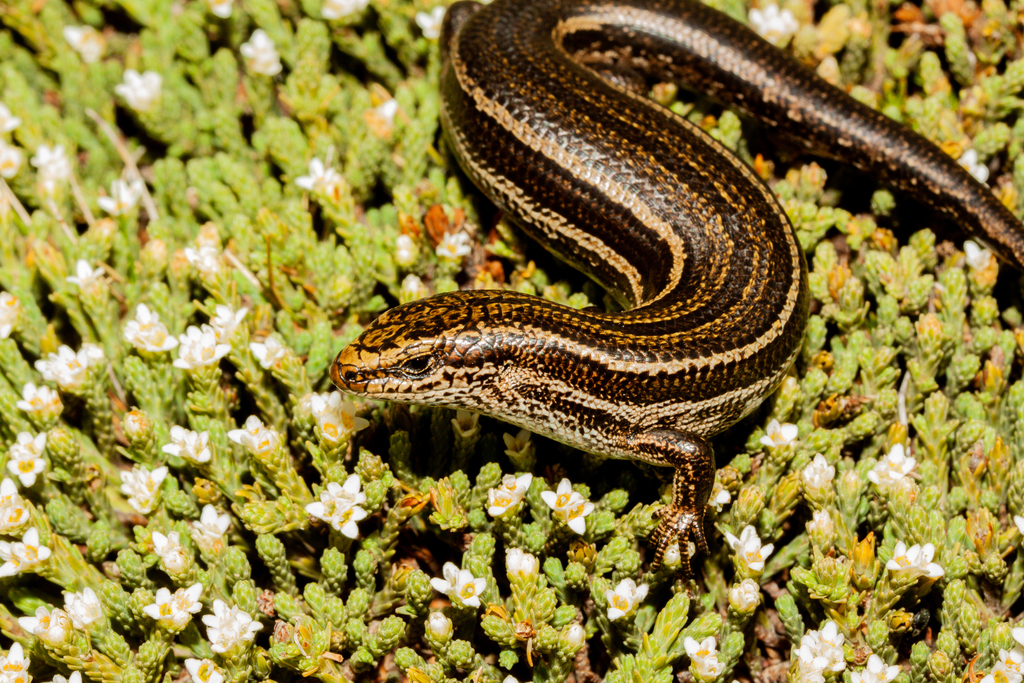 Nevis skink (Lizards of Aotearoa ) · iNaturalist