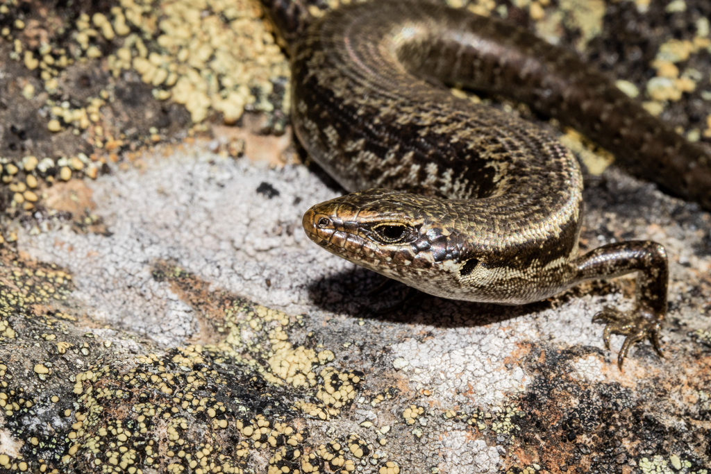 Long-toed skink (Lizards of Aotearoa ) · iNaturalist