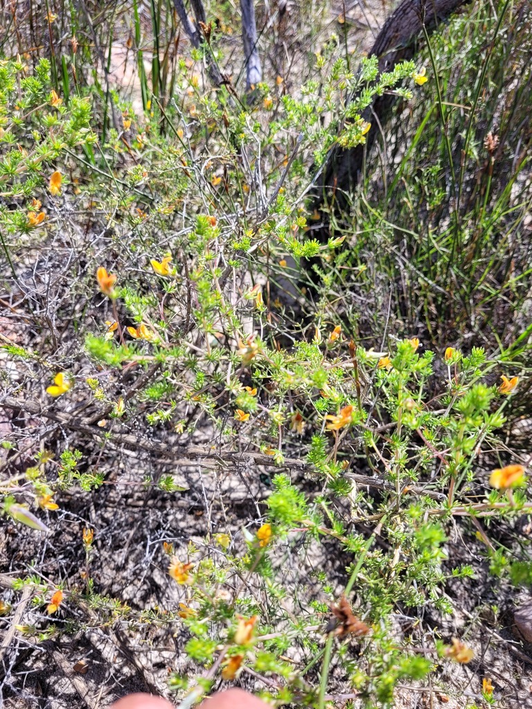 Bree Capegorse from Bosjes farm, Botha Upper breede river Valley on ...
