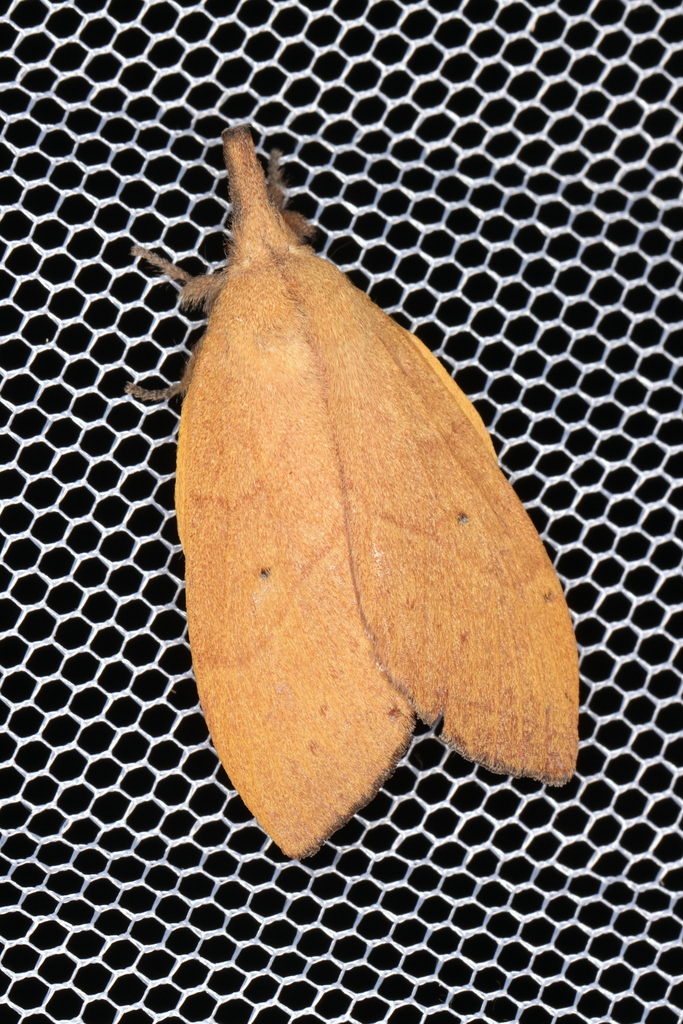 wattle snout moth from Bull Hill, Tinonee NSW 2430, Australia on ...