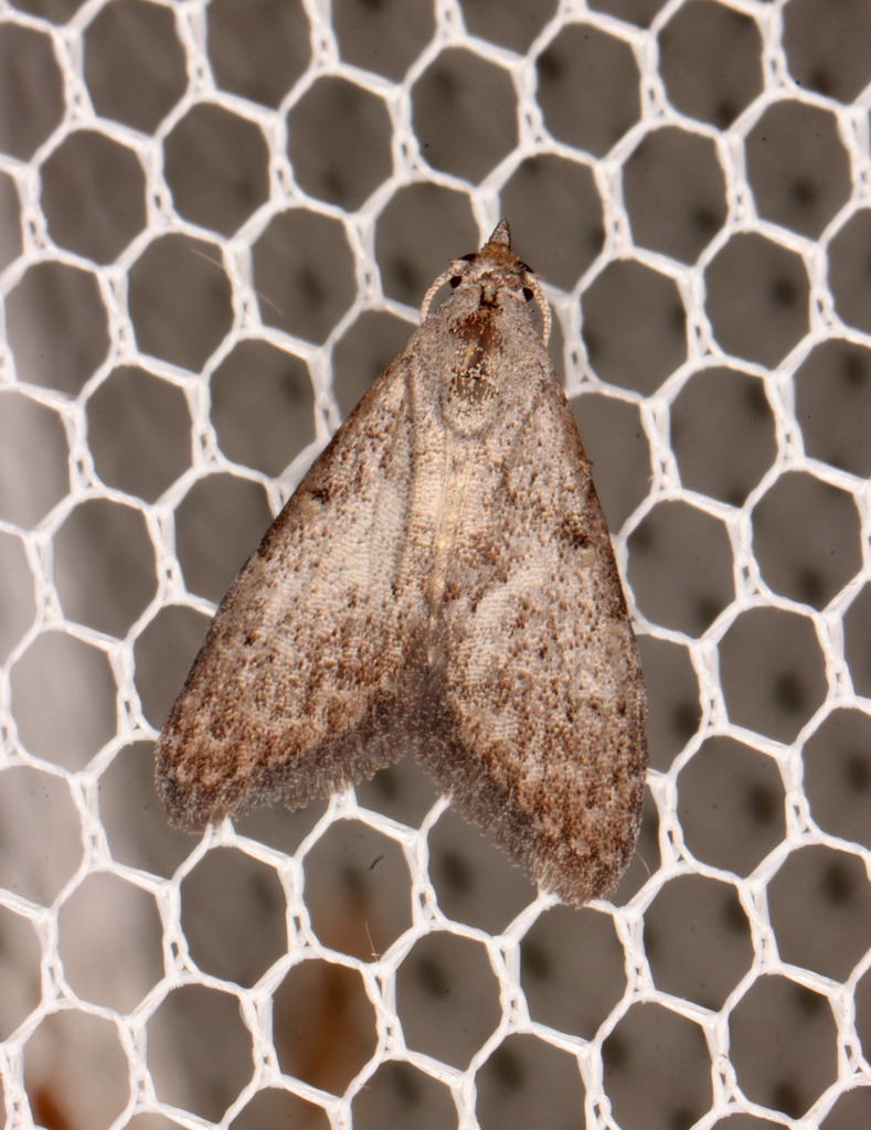 Plain Tuft Moth from Bull Hill, Tinonee NSW 2430, Australia on November ...