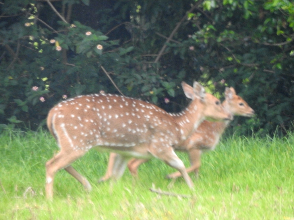 Chital in November 2021 by Allan Lugg · iNaturalist