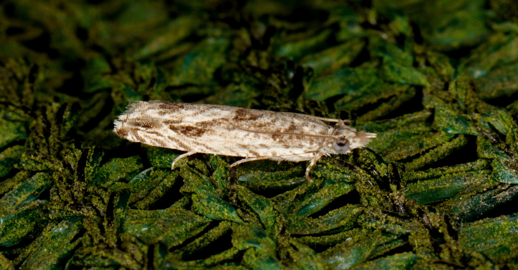Holocola thalassinana from Bull Hill, Tinonee NSW 2430, Australia on ...