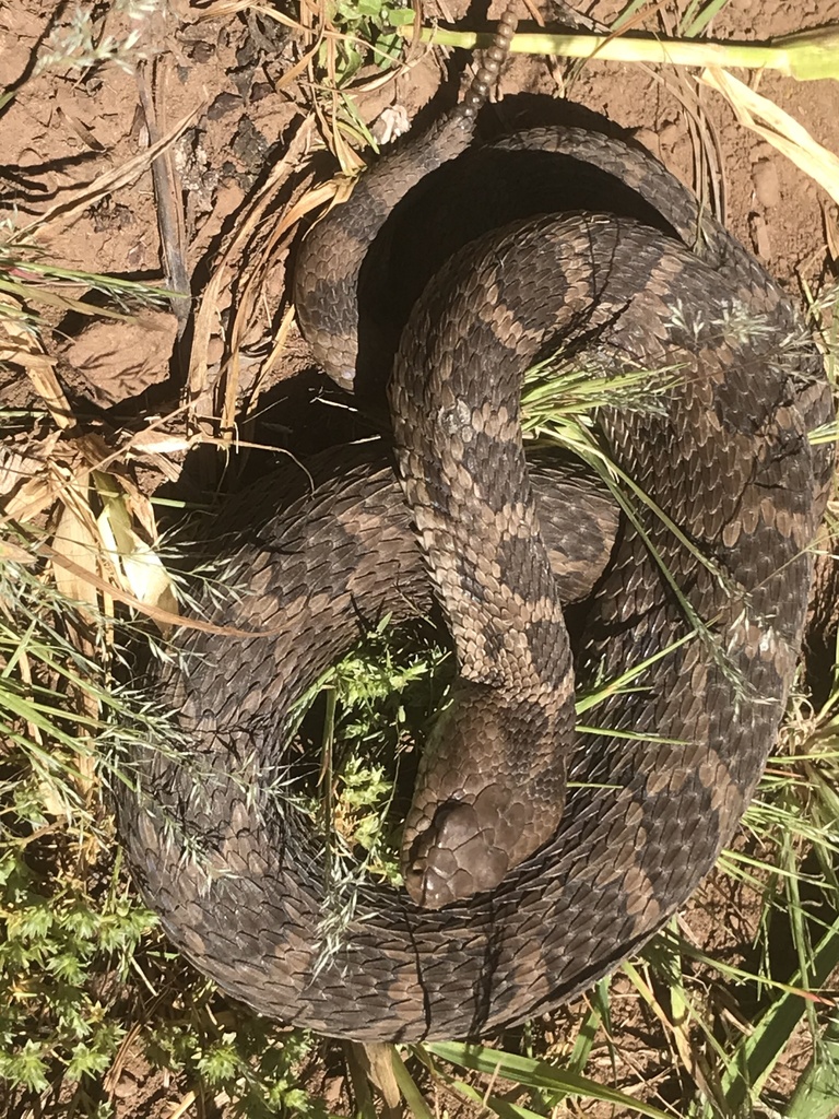 Mexican Pygmy Rattlesnake from Singuilucan, HGO, MX on October 15, 2020 ...