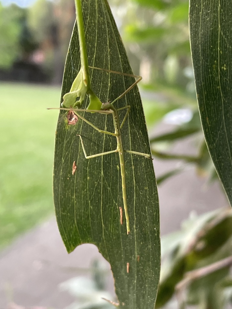 tessellated stick insect from Winter Rd, Kallangur, QLD, AU on November ...