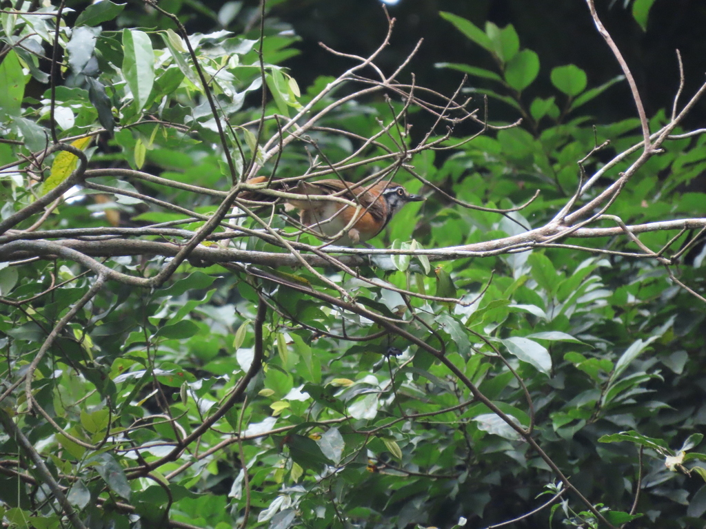 Lesser Necklaced Laughingthrush from Tai Po Kau Nature Reserve on April ...
