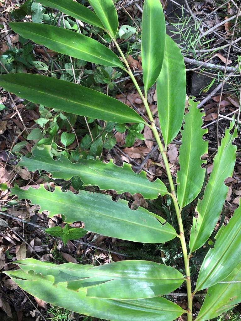 Native Ginger (Alpinia caerulea) - Botanical Realm