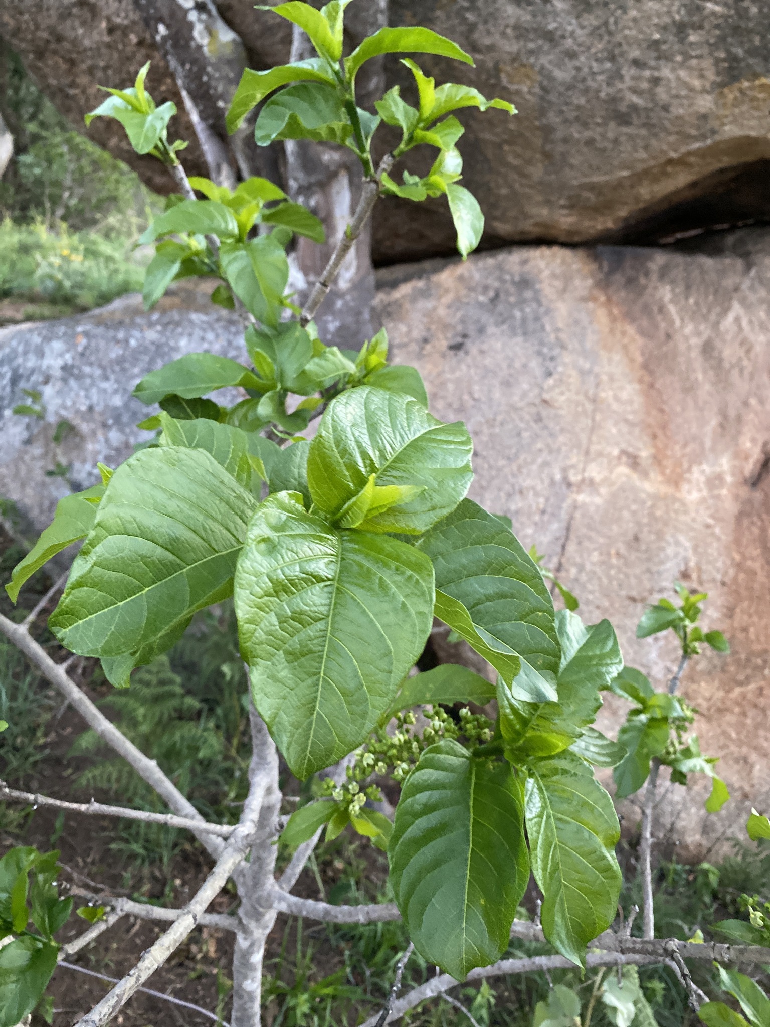 Vangueria madagascariensis J.F.Gmel.