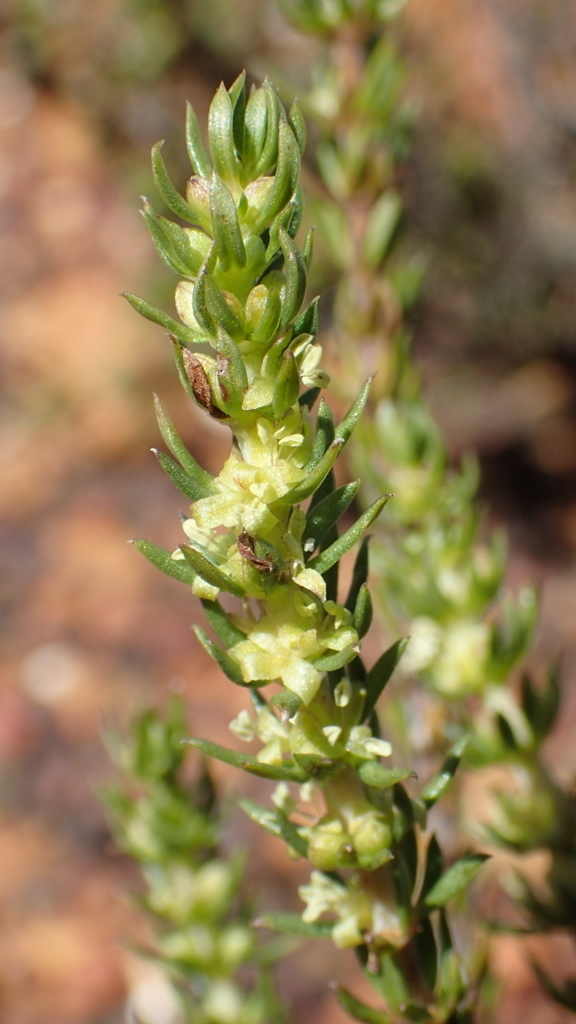 Anthospermum ericifolium from Rockview Dam on October 25, 2021 at 02:41 ...